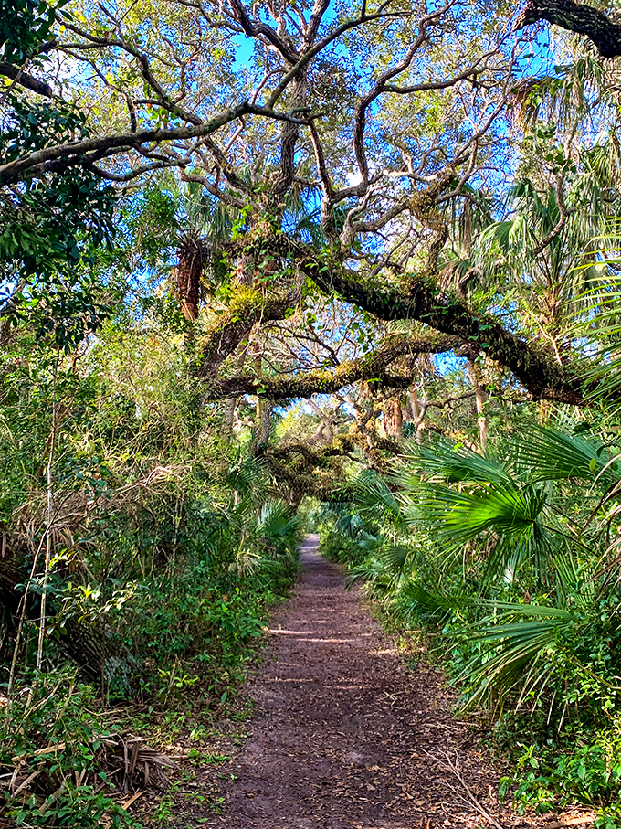 Nature's cathedral unfolds along this shaded pathway, where ancient oaks create a dappled light show worthy of a standing ovation.