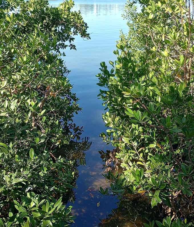 The water's edge reveals a hidden world where aquatic and terrestrial ecosystems meet in perfect harmony.