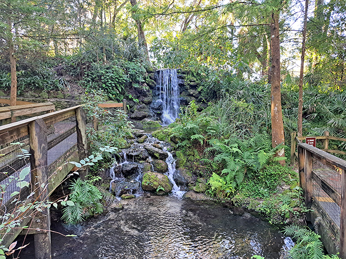Who needs a mountain range when Florida crafts waterfalls this charming? Mother Nature's surprise party for flat-state dwellers.