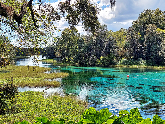 The Rainbow River stretches out in shades of blue and green that seem almost too vivid to be real, like nature decided to show off its entire color palette in one stunning waterway.