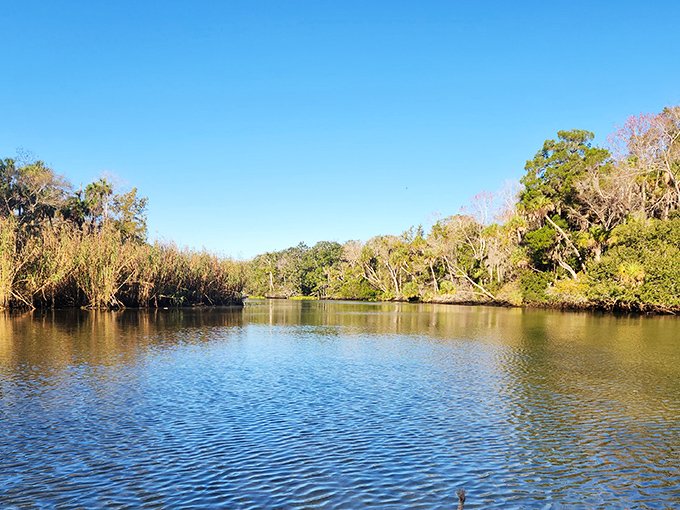 Gentle currents guide paddlers through a maze of cypress knees and swaying grasses &ndash; Mother Nature's version of a lazy river ride.
