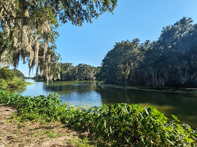 Spanish moss drapes from ancient oaks like nature's own curtains, creating a quintessential Florida scene that feels straight out of a storybook.