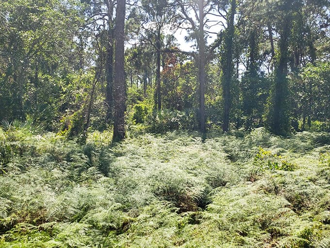 Ferns carpet the forest floor in nature's plushest green shag, making even the trees jealous.