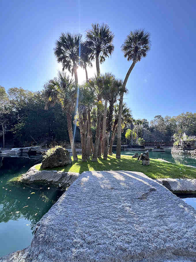 Towering palms stand sentinel along pathways, their fronds whispering secrets of a Florida long before mouse ears and roller coasters.