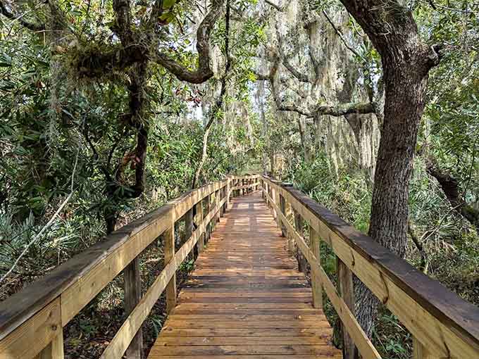 This boardwalk through the hammock feels like nature's red carpet, minus the paparazzi and uncomfortable shoes.