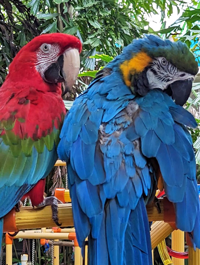 These macaws aren't just roommates&mdash;they're best friends with attitude, sporting nature's most flamboyant fashion statements with unabashed confidence.