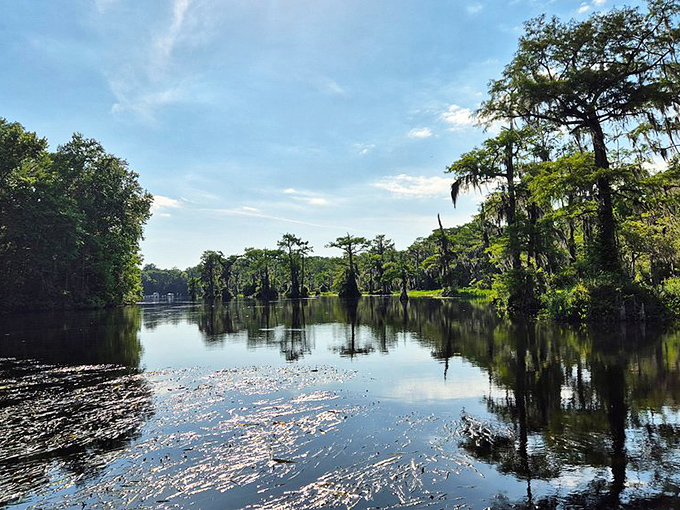 Cypress sentinels stand guard along the Wakulla River, their reflections dancing on water so clear it seems almost imaginary.