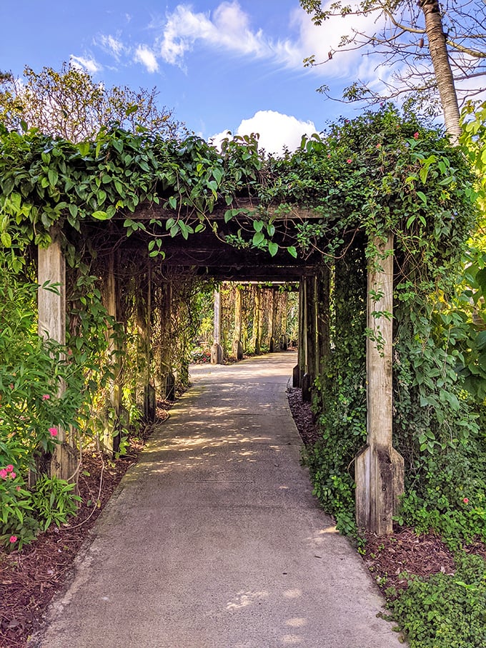 This vine-draped walkway is basically nature's version of a romantic movie set, minus the dramatic rain scene.