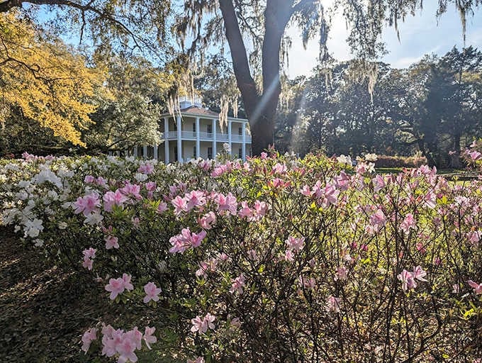 Southern grandeur meets floral fantasy as the Wesley House peeks through a veil of delicate pink azaleas, like a debutante ready for her ball.