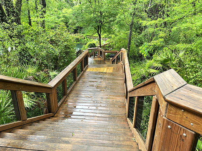 Wooden walkways guide visitors through a verdant paradise, like nature's version of the yellow brick road leading to emerald treasures.
