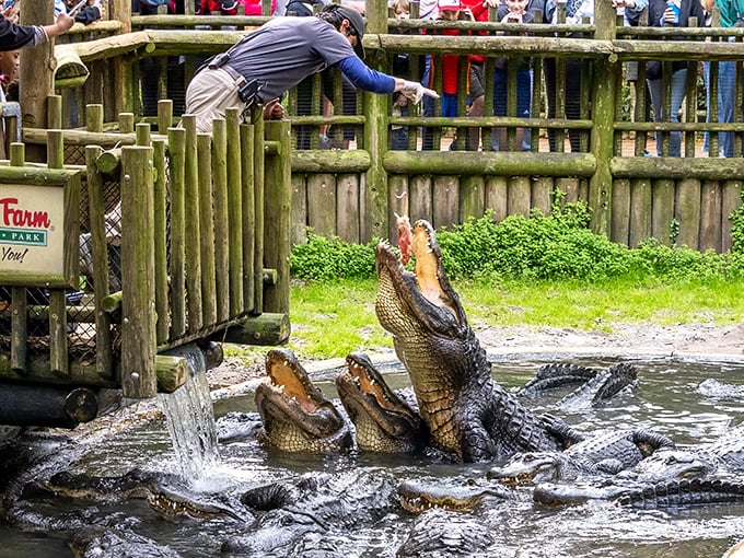 Lunchtime frenzy! These prehistoric predators launch themselves skyward with surprising agility, turning feeding time into nature's most jaw-dropping spectacle.