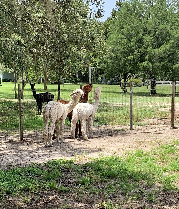 The welcoming committee stands ready at LunaSea, where these Andean natives have found their Florida groove with surprising ease.