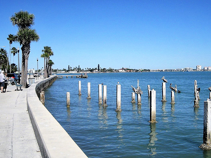 Pelicans perch on weathered pilings like feathered sentinels, watching over the tranquil waters of Boca Ciega Bay.