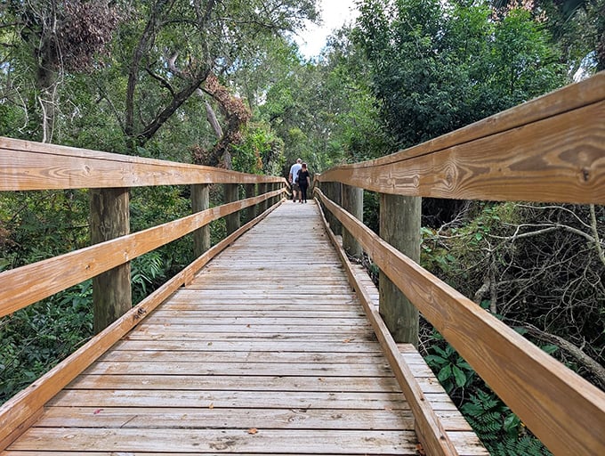 Sunlight dapples the wooden pathway as visitors venture deeper into the park's embrace, each step revealing new natural wonders.