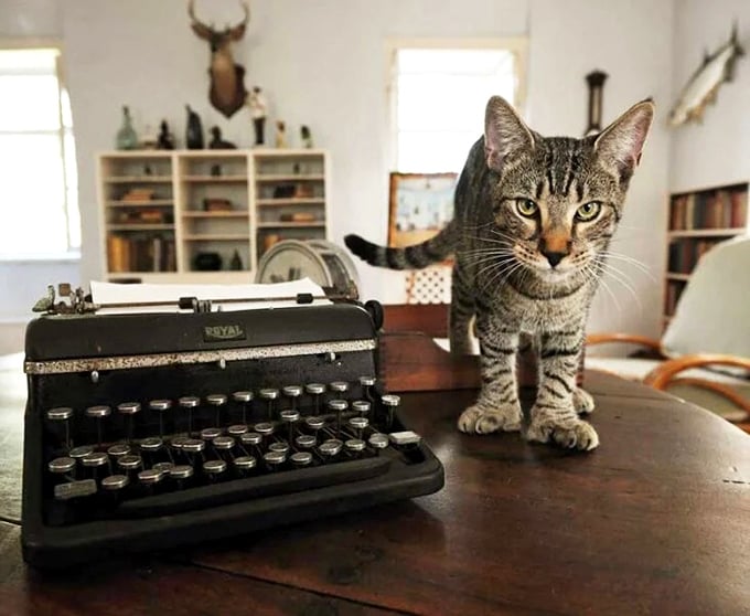 Literary inspiration meets feline supervision at Hemingway's desk. This tabby seems to be thinking, "I could write the Great American Novel too, if only I had opposable thumbs."
