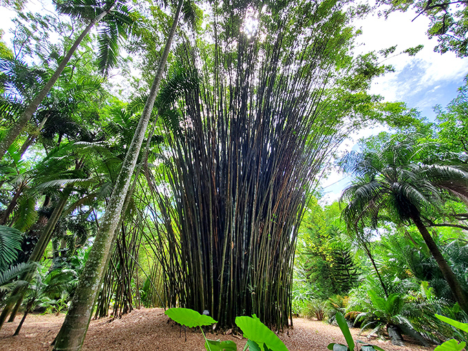 Nature's skyscrapers reach skyward in this impressive bamboo grove, creating a whispering cathedral of living columns.