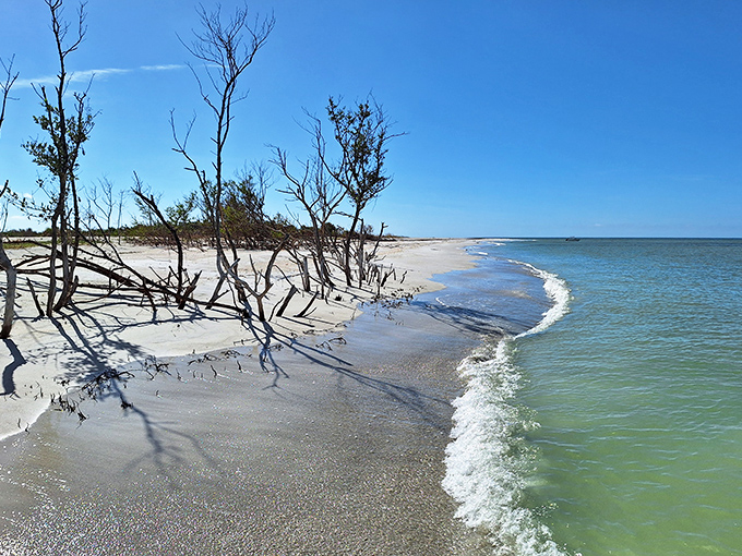 Nature's artistry on display as weathered trees frame the meeting point of pristine white sand and the gentle turquoise waters of the Gulf.
