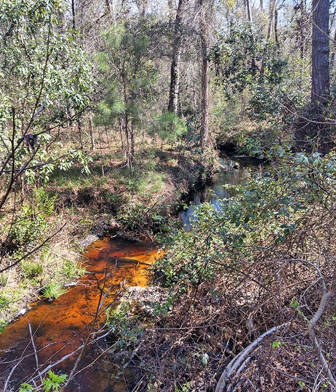 Nature's amber highway – this tea-colored creek carries centuries of forest stories downstream in its gentle current.