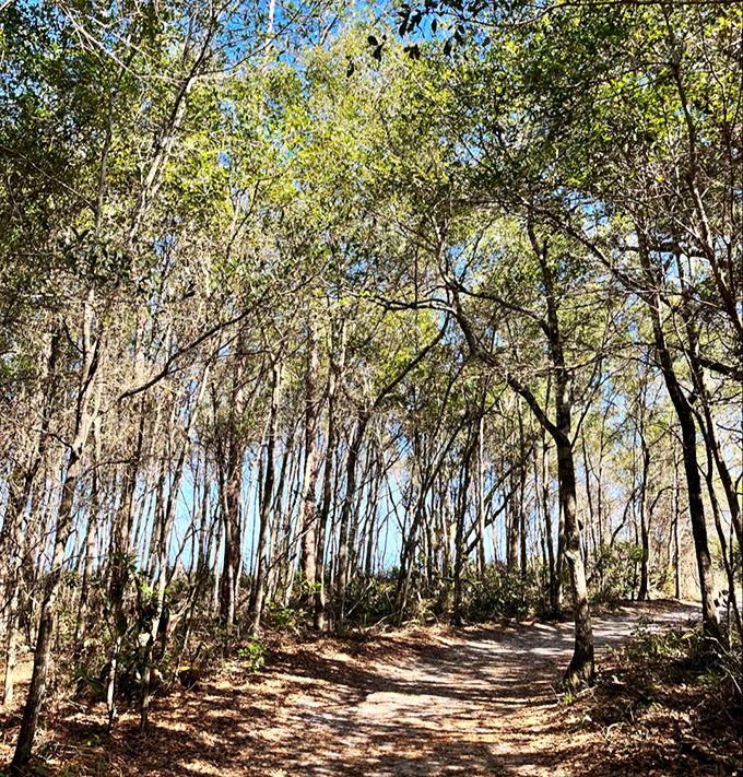 Sunlight filters through the maritime forest trail leading to Boneyard Beach, where dappled shadows play across the sandy path.