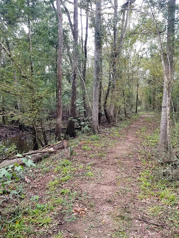 Nature reclaims its territory along this serene forest path, where dappled sunlight creates an ever-changing mosaic on the ground.