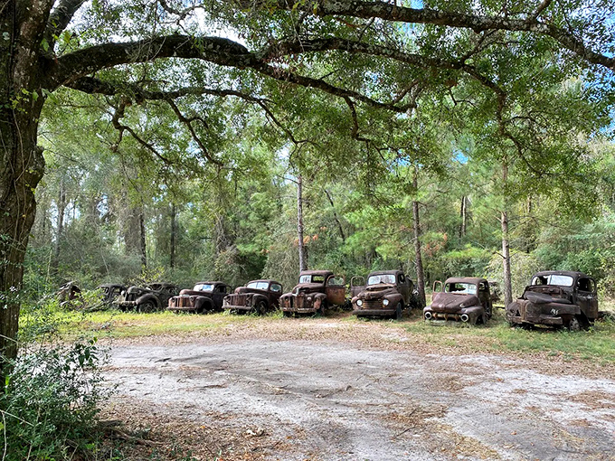 From this angle, the collection looks like a parking lot frozen in time, where every vehicle has its own story of glory days long past.