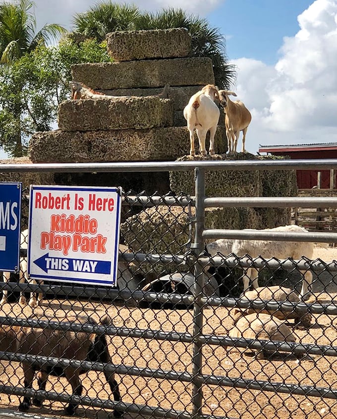 "Excuse me, do you have an appointment?" These goats at the entrance seem to function as both greeters and security, deciding who's worthy of entering their domain.