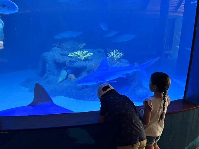 Visitors gather in the shallow lagoon under the thatched roof, where marine encounters happen in a controlled, comfortable environment.