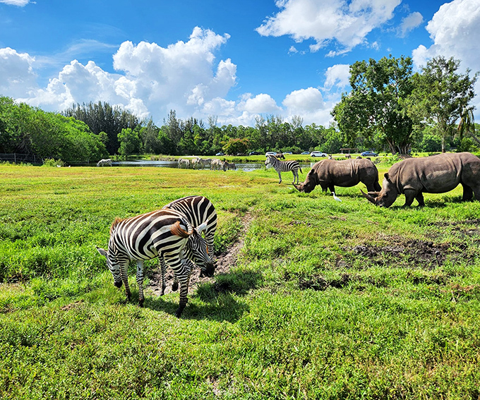 Zebras and rhinos share a peaceful moment on the savanna, their striking patterns creating nature's perfect photo opportunity.