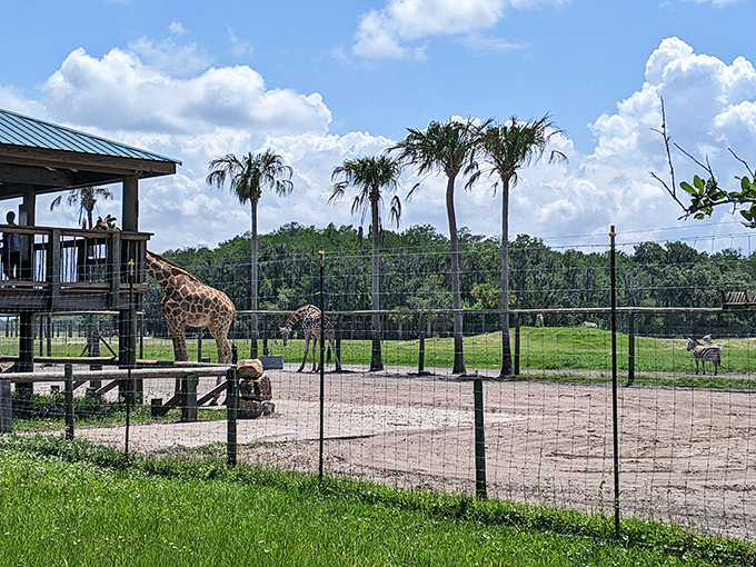Giraffes stretch their elegant necks toward visitors, offering gentle interactions that create lasting memories at Wild Florida's safari area.