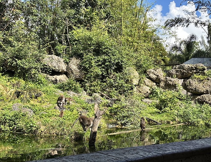 Nature's theater unfolds along the water's edge as monkeys gather, socialize, and occasionally cast judgmental glances at their human visitors.