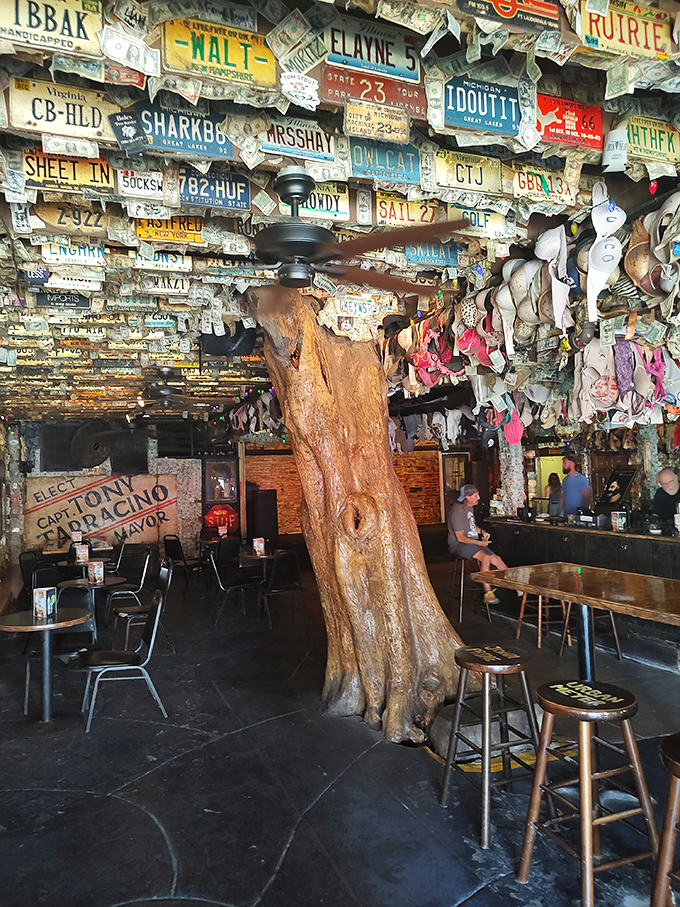 A genuine tree grows through the bar's center, surrounded by thousands of license plates &ndash; nature and human history intertwined in boozy harmony.