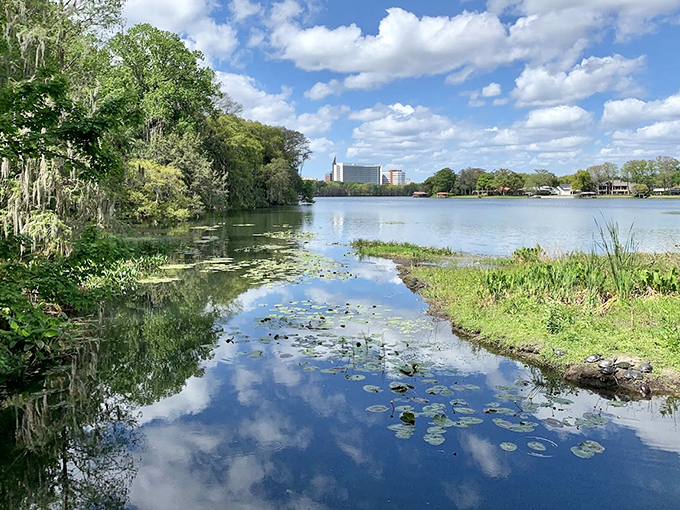 Lake Rowena creates a serene backdrop for the gardens, its mirror-like surface reflecting clouds and cypress trees in perfect symmetry.