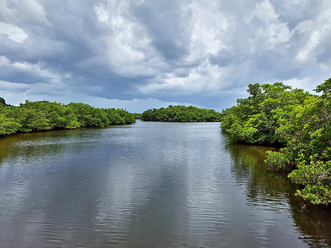 Nature's intricate labyrinth of tangled roots and green canopies, where paddlers discover Florida's original air conditioning system.