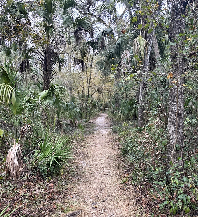 The path less traveled winds through a palm-studded paradise, where dappled sunlight plays hide-and-seek between fronds and forgotten footprints.