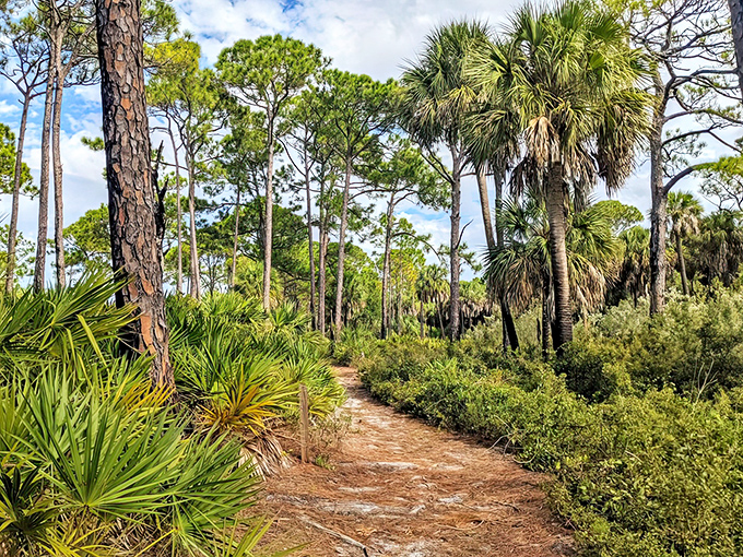Nature's own cathedral &ndash; towering pines and palmettos create a dappled sanctuary along the trail, where silence is broken only by birdsong.
