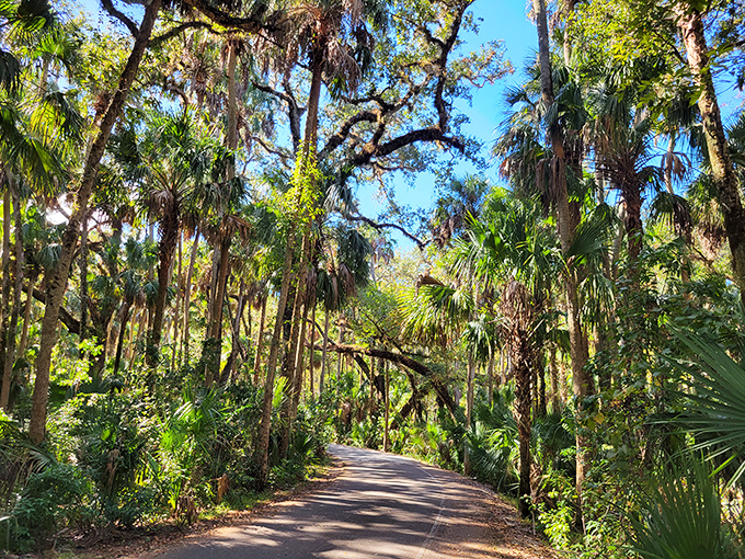 Sunlight filters through the palm fronds, creating a dappled pathway that beckons visitors deeper into Florida's natural cathedral of green.