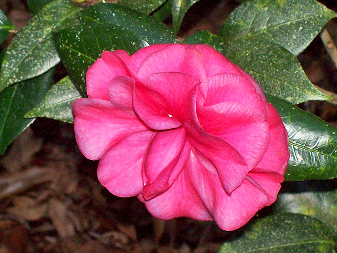 This crimson camellia isn't just showing off &ndash; it's practically demanding a standing ovation from every passing visitor.