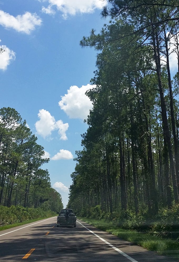 Nature's corridor: Tall pines create a mesmerizing tunnel effect on this quintessential Florida backroad, inviting exploration and adventure.