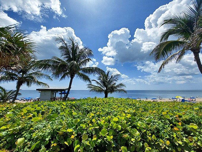 Palm trees stand sentinel against a backdrop of fluffy clouds, framing the turquoise Atlantic like nature's own masterpiece.