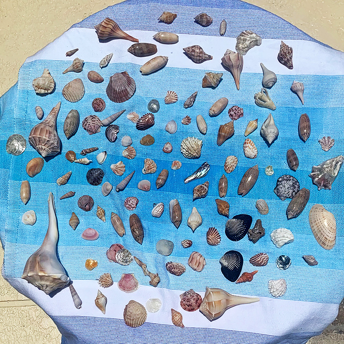 This collection represents just a fraction of what awaits, each shell a small masterpiece shaped by Gulf waters and delivered to your feet like gifts.