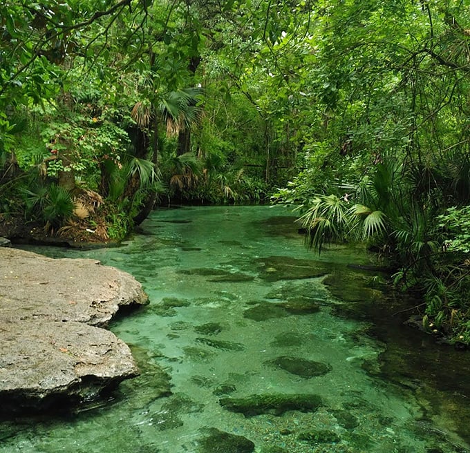 Nature's own lazy river winds through lush greenery, offering a refreshing escape that no air conditioner can match.