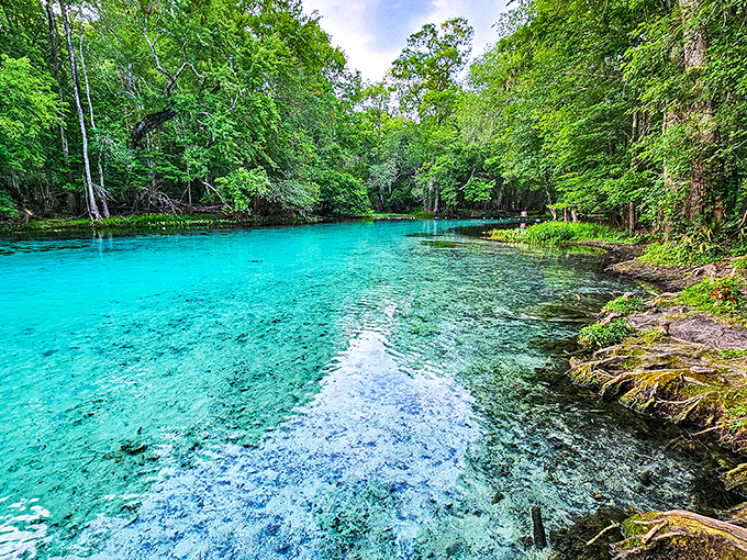 The spring's electric blue waters invite visitors for a refreshing dip in Florida's natural air conditioning.