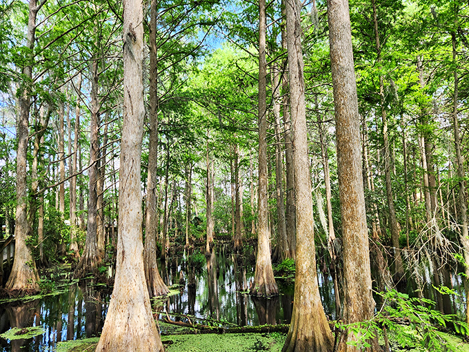 Ancient cypress trees stand like silent sentinels in this primeval swamp forest, their knobby knees breaking the water's mirrored surface.