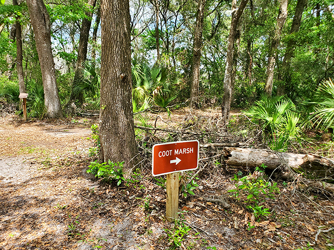 The Coot Marsh trail beckons adventurers with its mysterious pathway, promising encounters with native wildlife and whispers of the past.