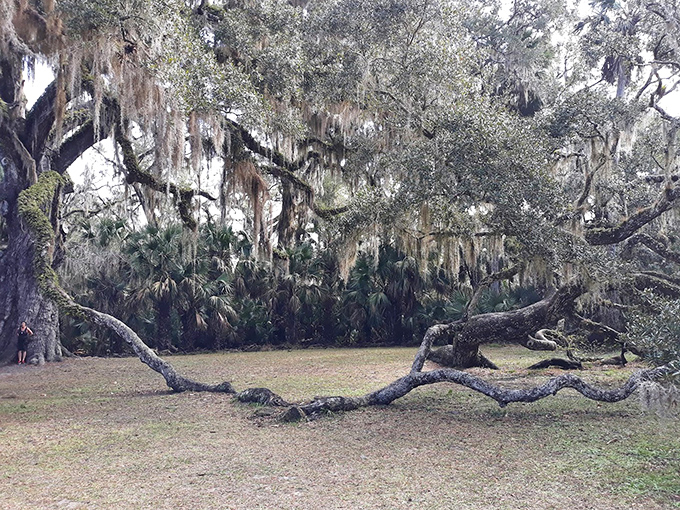 Spanish moss dangles like nature's tinsel from ancient oak branches, creating a scene straight from a Southern gothic novel.