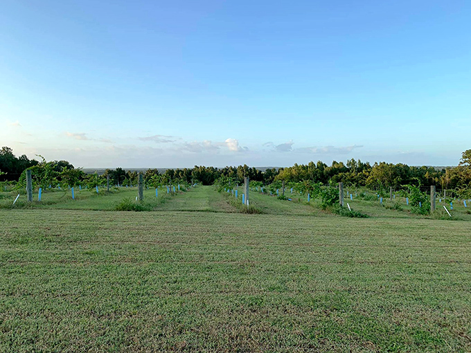 Rows of muscadine grapes stretch toward the horizon, proving that Florida's unique terroir can produce wines worth traveling for.