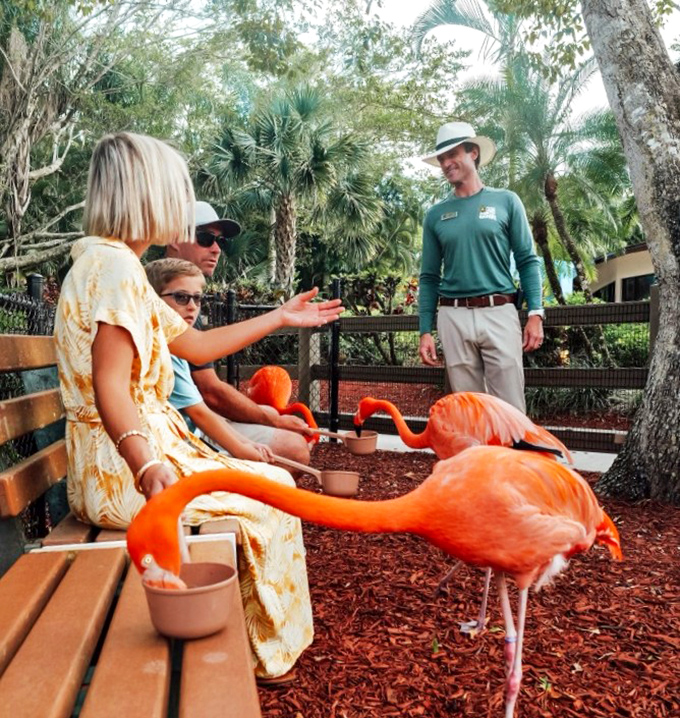 Curious visitors connect with nature's pink celebrities, creating memories more lasting than any souvenir.