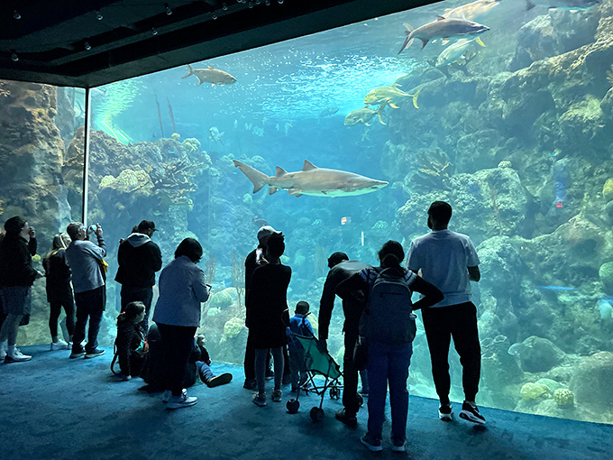 Mesmerized faces pressed against glass as sleek sharks patrol their domain &ndash; that perfect moment when fear transforms into fascination.
