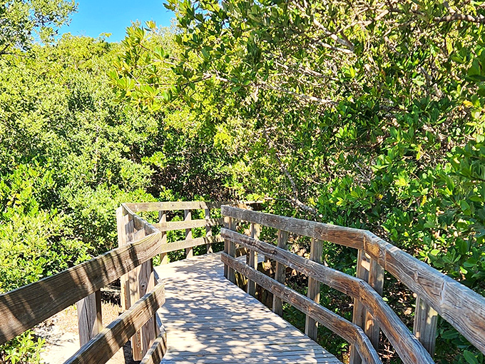 A wooden boardwalk winds through dense mangroves, creating a magical tunnel effect that feels like stepping into nature's secret passageway.