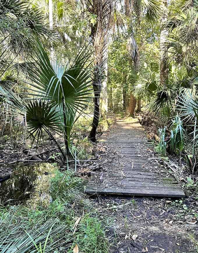 Wooden boardwalks guide visitors through Bulow Woods' marshy sections, keeping feet dry while showcasing Florida's wild beauty.